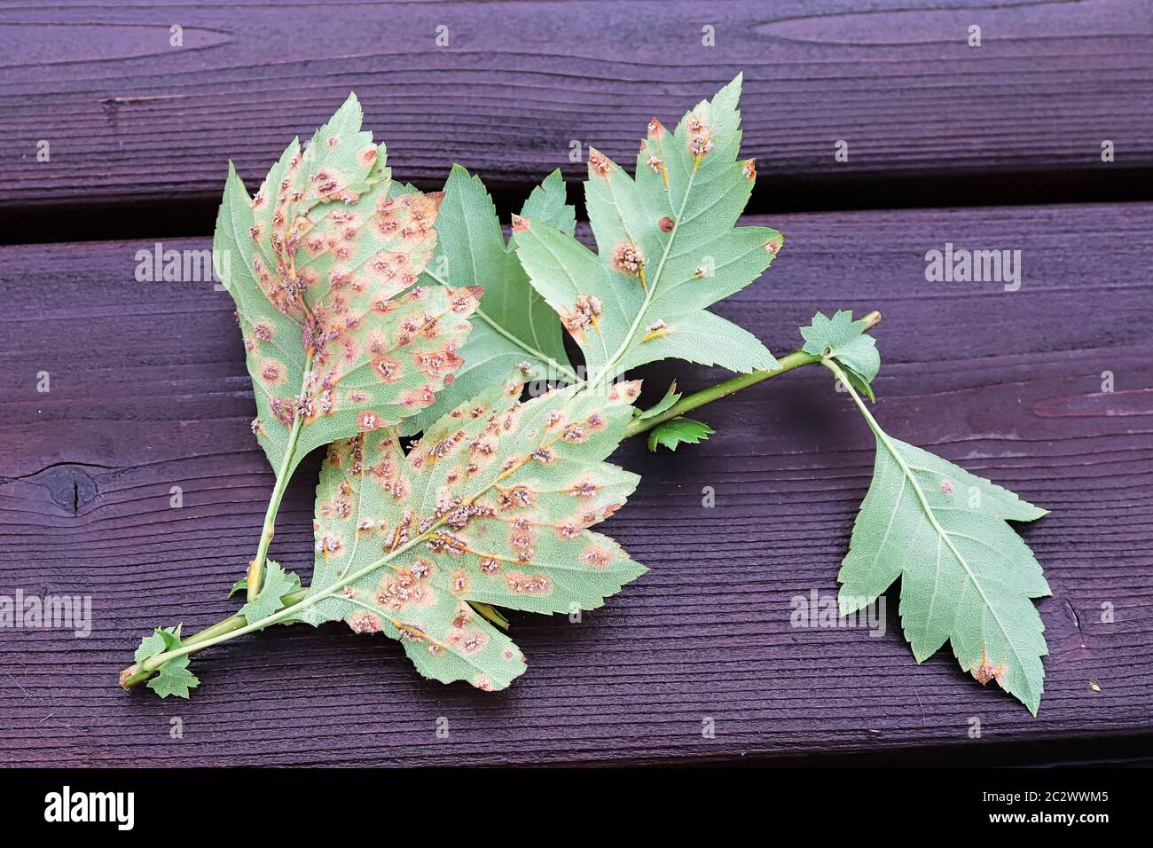 The underside of leaves infected with juniper hawthorn rust Stock Photo ...