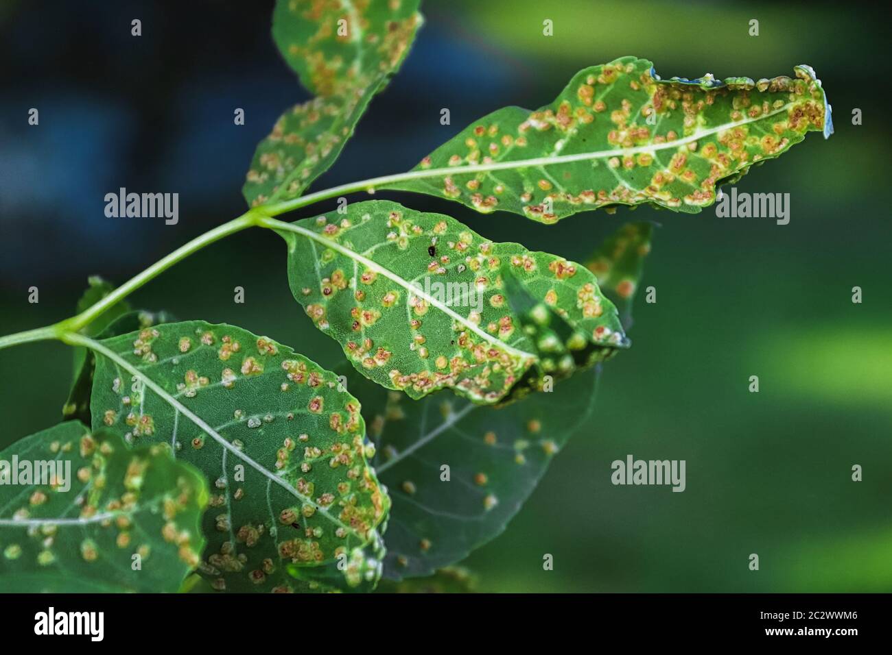 Blister mites hi-res stock photography and images - Alamy