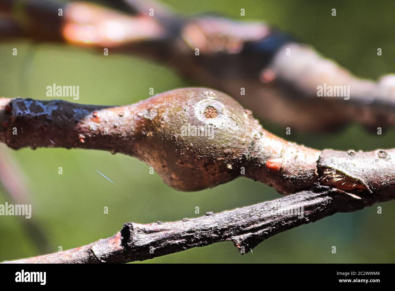 Galls on a tree branch caused by an insect Stock Photo - Alamy