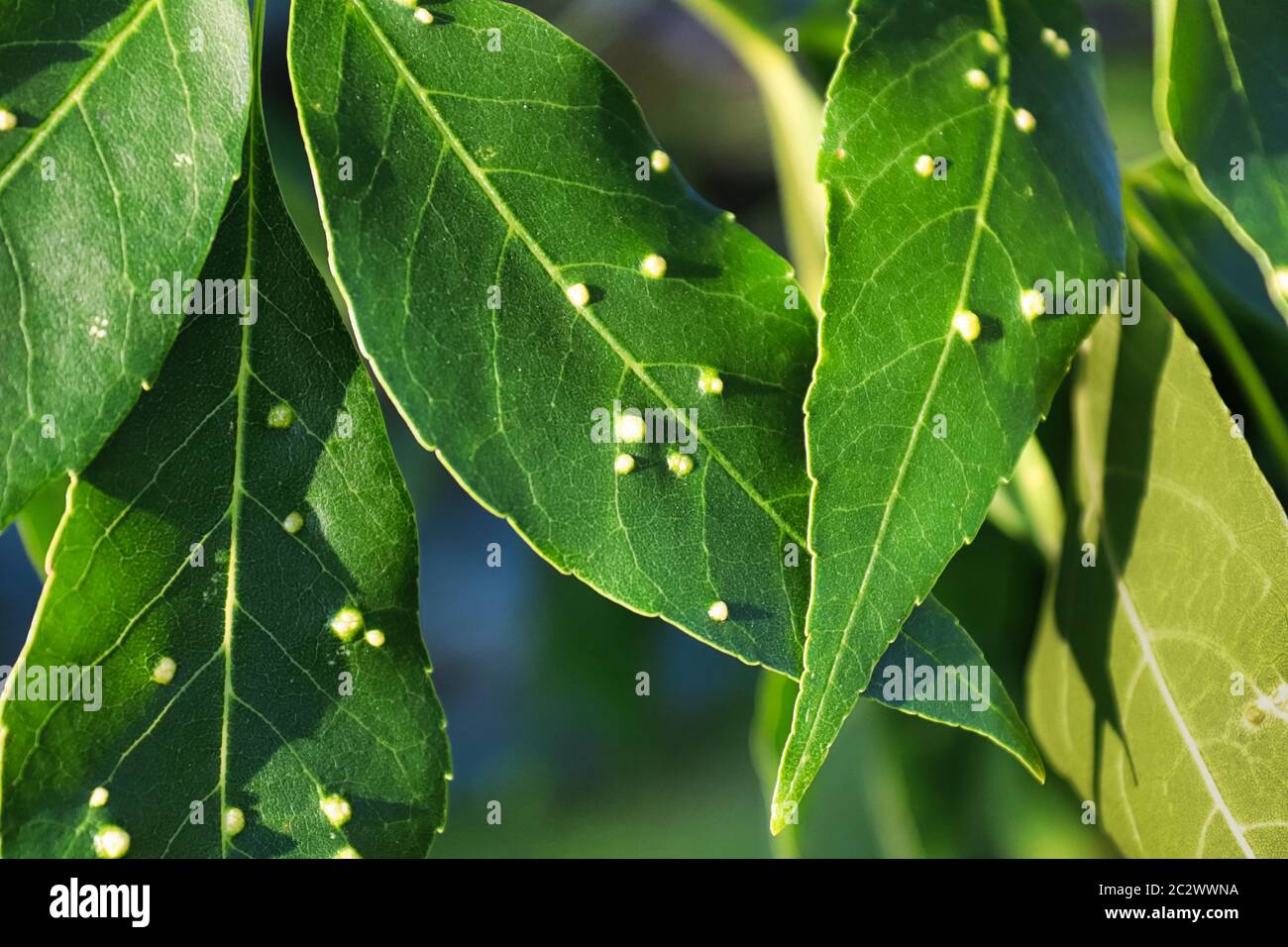 Ash Tree Leaf Spots