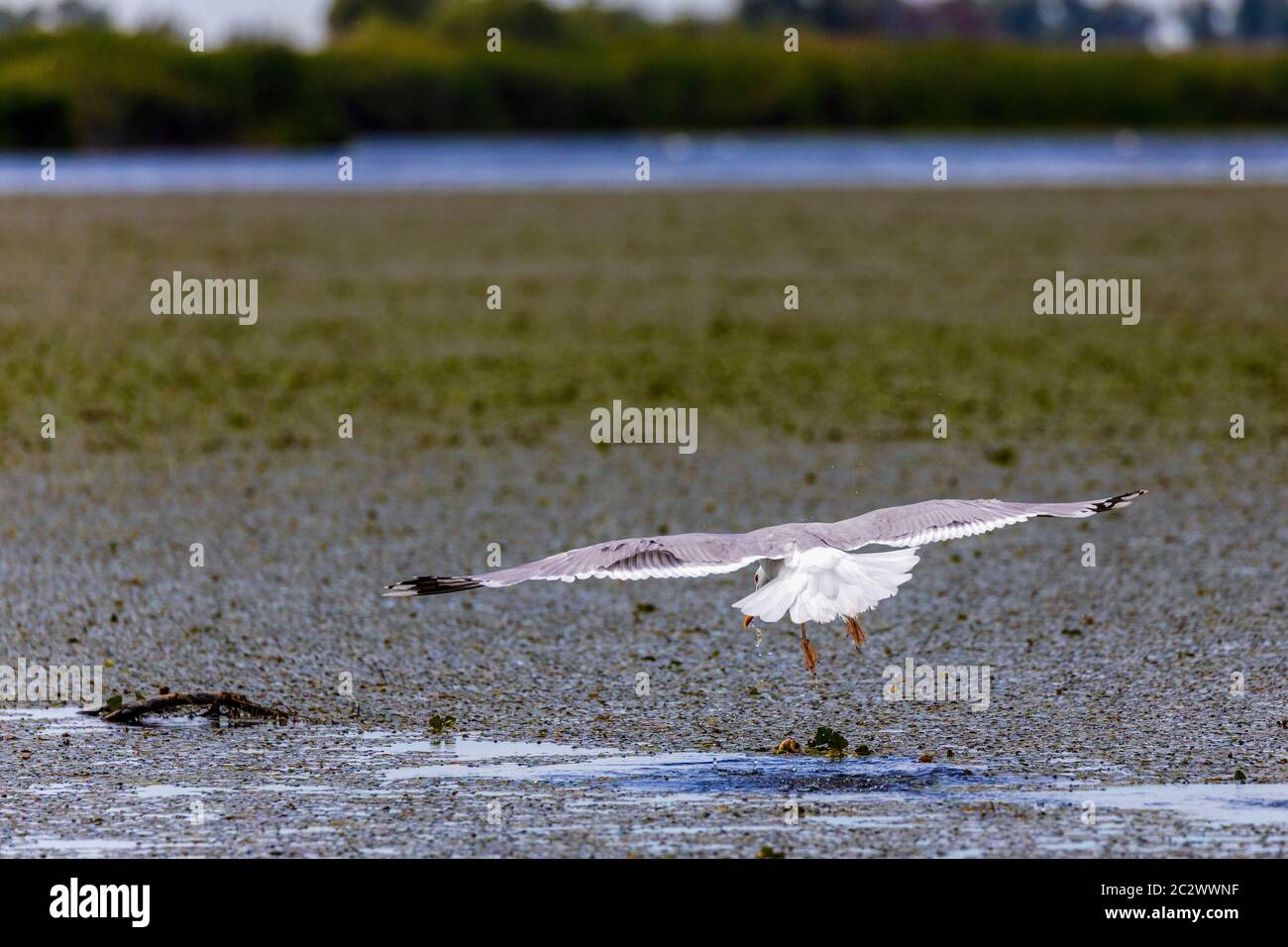 Seagull trying to steal fish from the fishing net Stock Photo - Alamy
