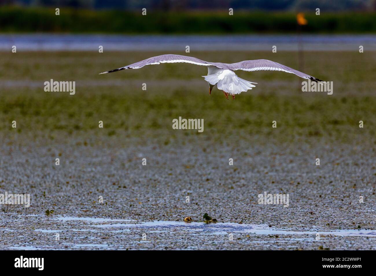 Trying to steal fish hi-res stock photography and images - Alamy