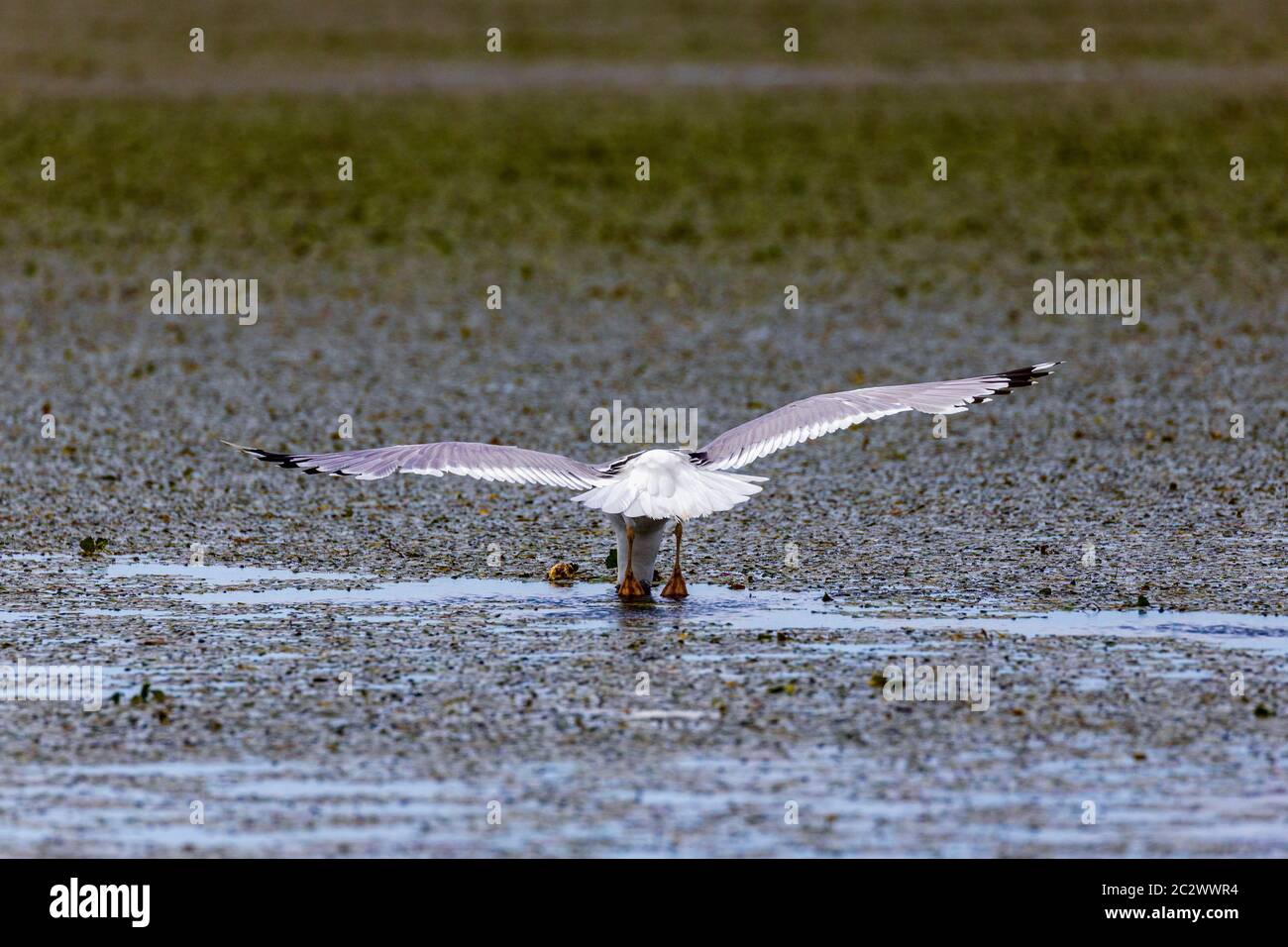Seagull trying to steal fish from the fishing net Stock Photo - Alamy