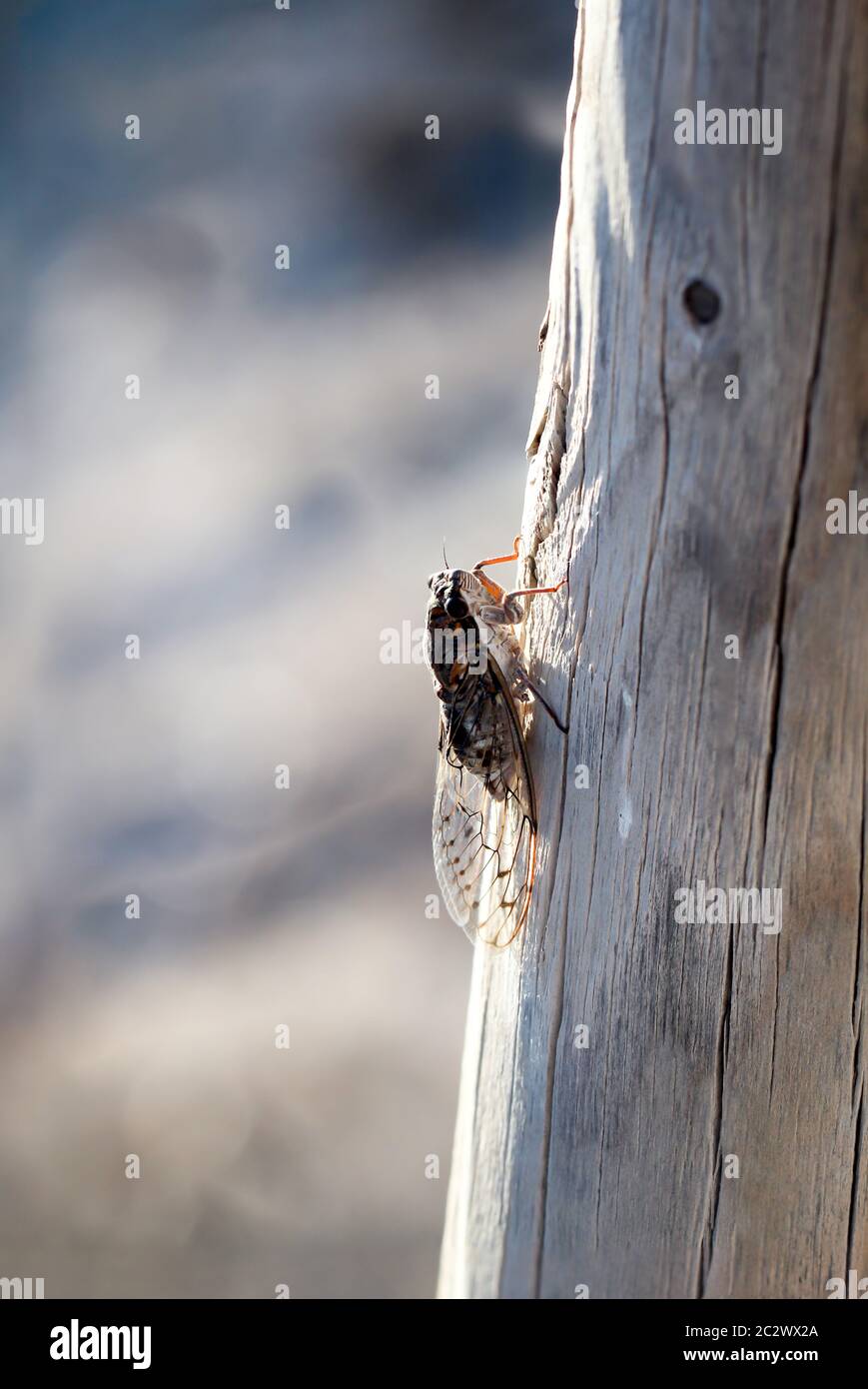 Cicada europe hi-res stock photography and images - Alamy