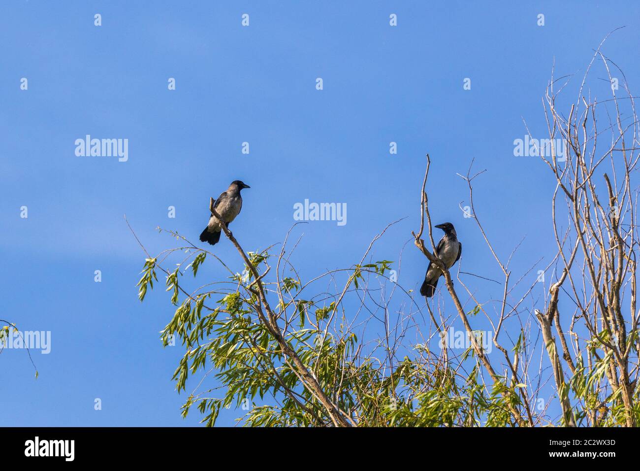 The grey crow (Corvus tristis), formerly known as the bare-faced crow ...