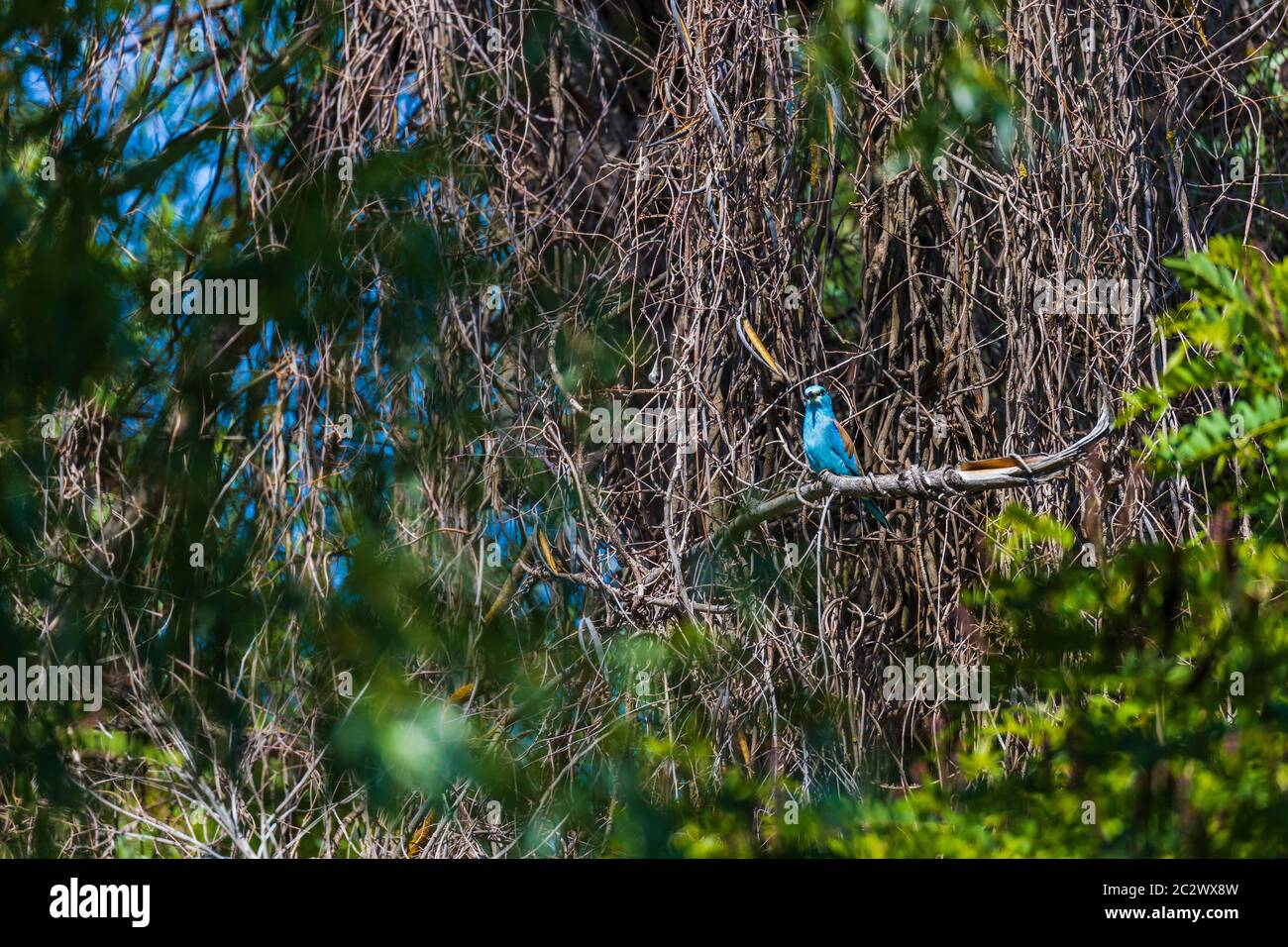european roller (coracias garrulus) in tree. Danube Delta Romania Stock ...