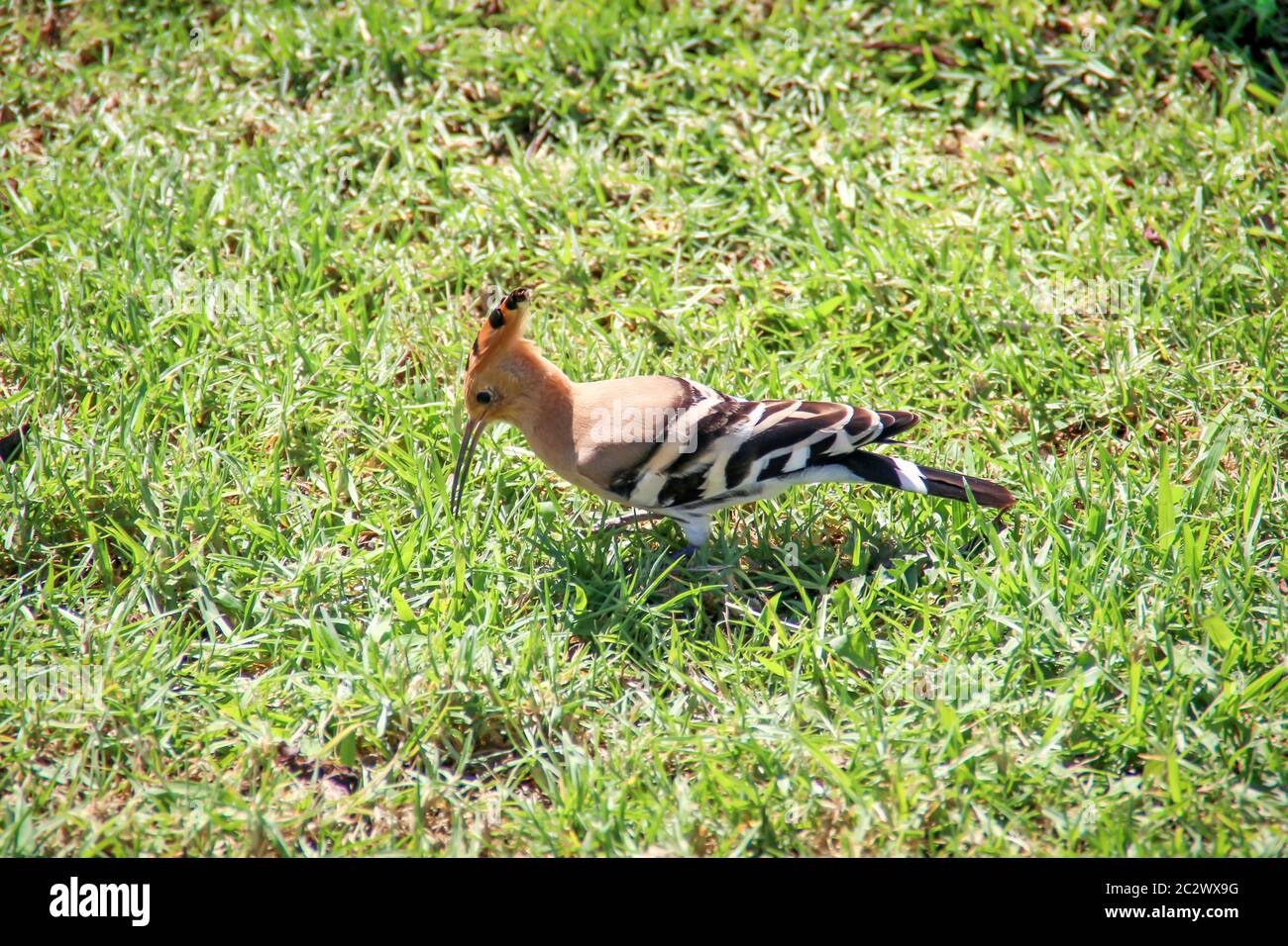 a hoopoe on a meadow looking for food Stock Photo - Alamy