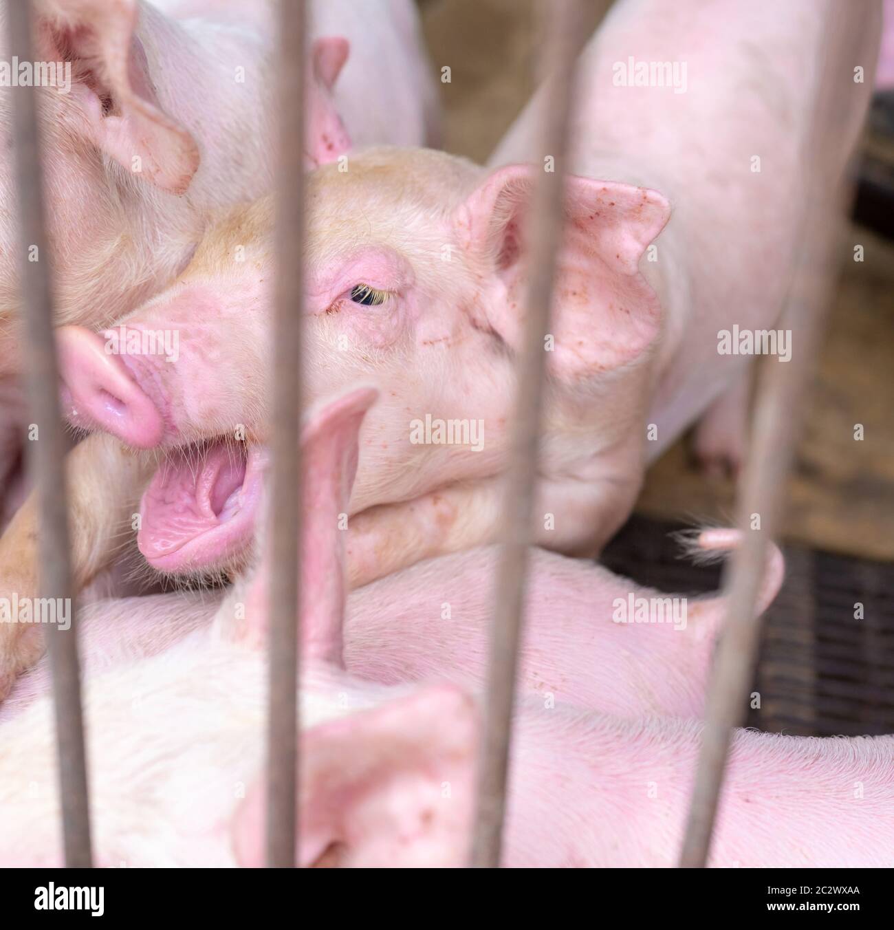 Cute piglet in farm. Healthy small pink pig. Livestock farming. Meat ...