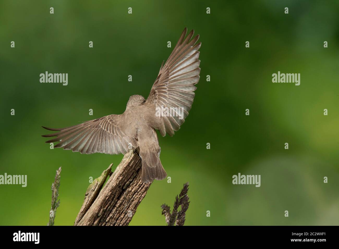 BIRD. Spotted Flycatcher, in flight, back view, Wales , UK Stock Photo ...