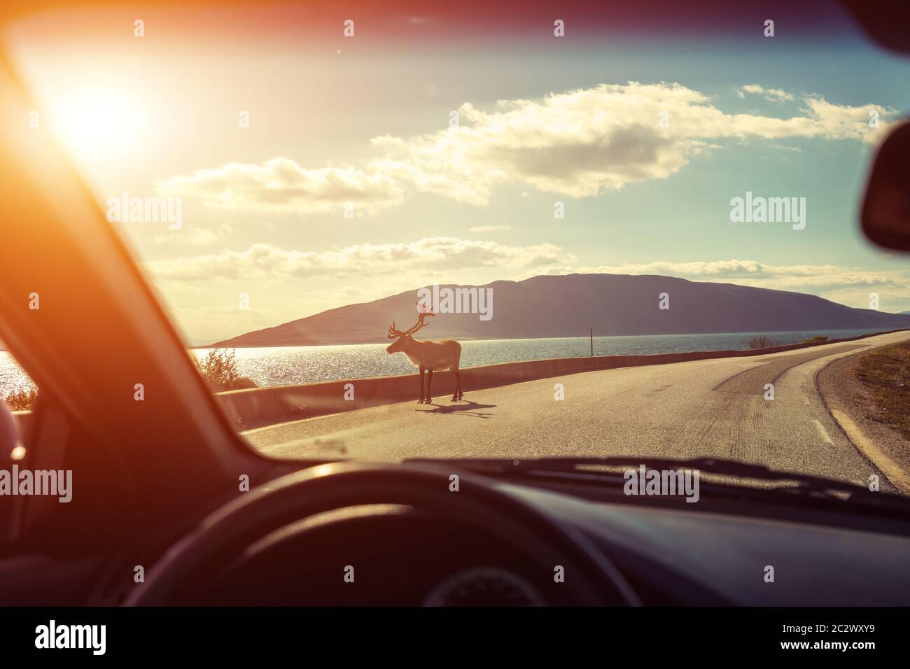 Driving a car on a winding road along the fjord at sunset. Wild Deer ...