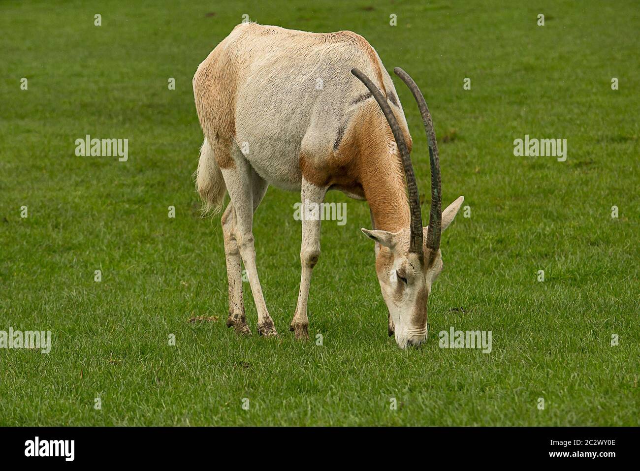 Antelope eating grass hi-res stock photography and images - Alamy