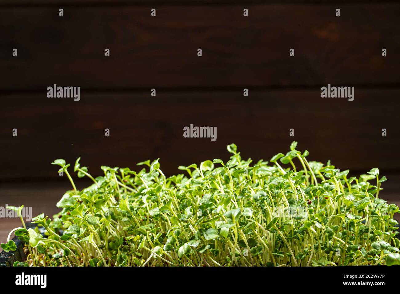 Close-up of broccoli microgreens in the black box. Sprouting ...