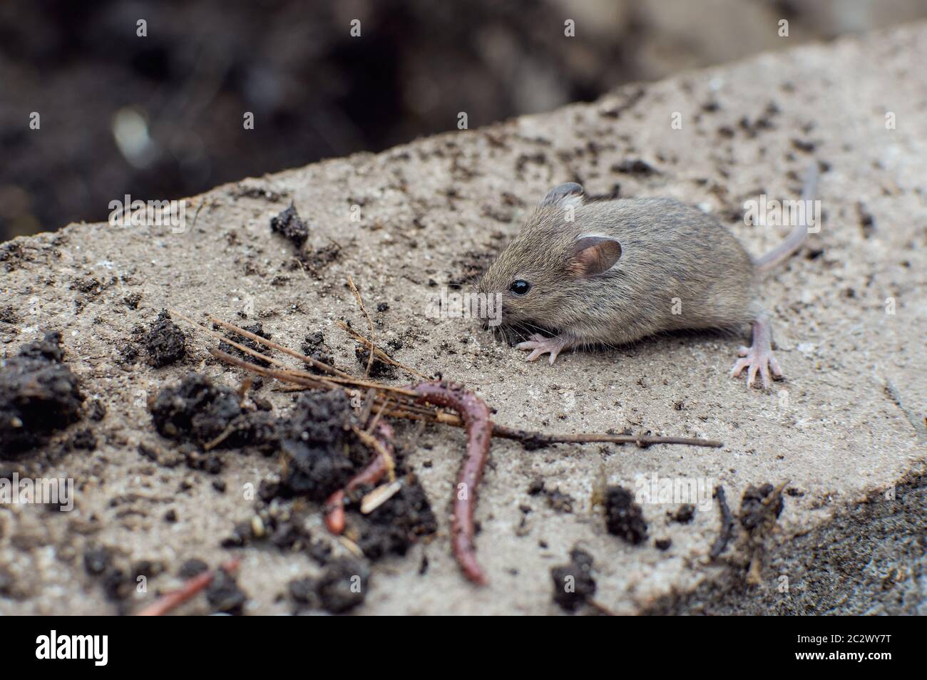 Field Mouse Grey