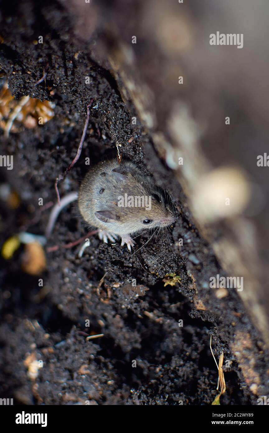 Shrew eating hi-res stock photography and images - Alamy