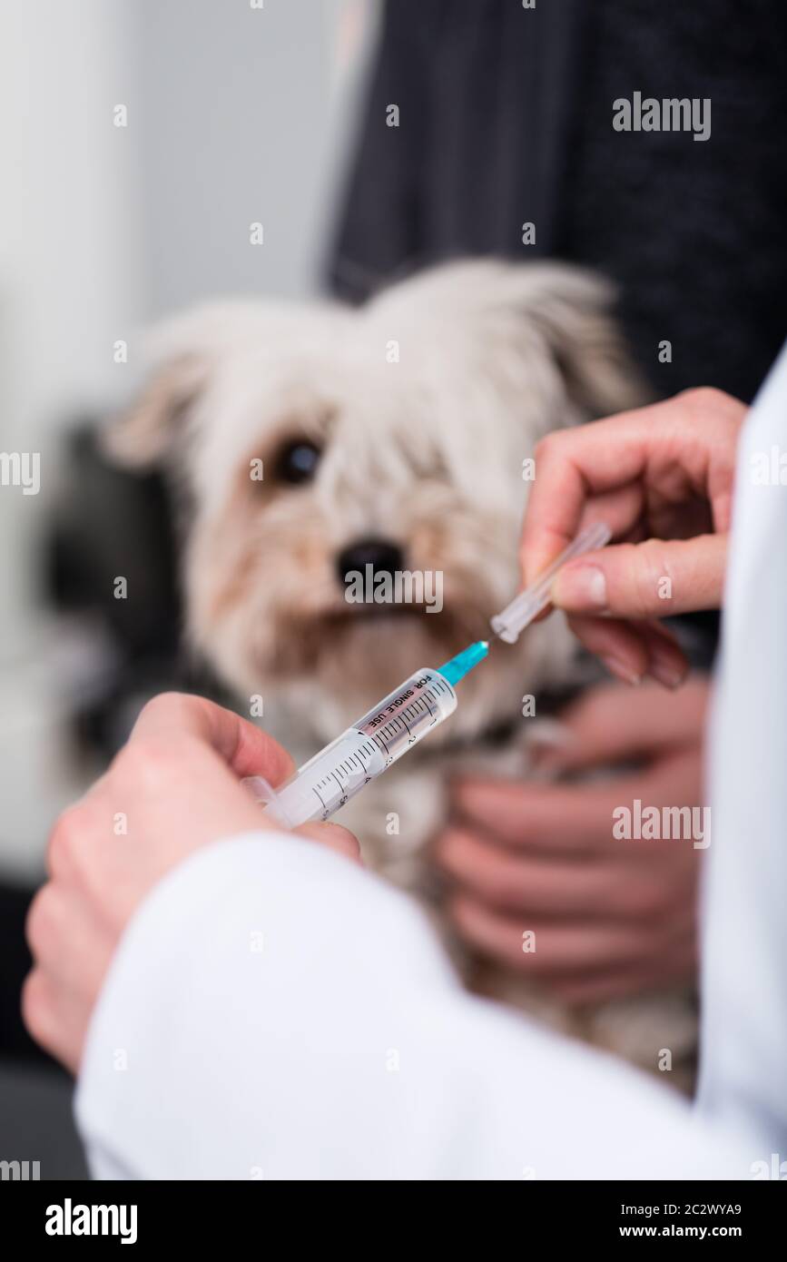 Doctor holding injection in front of a small puppy Stock Photo - Alamy