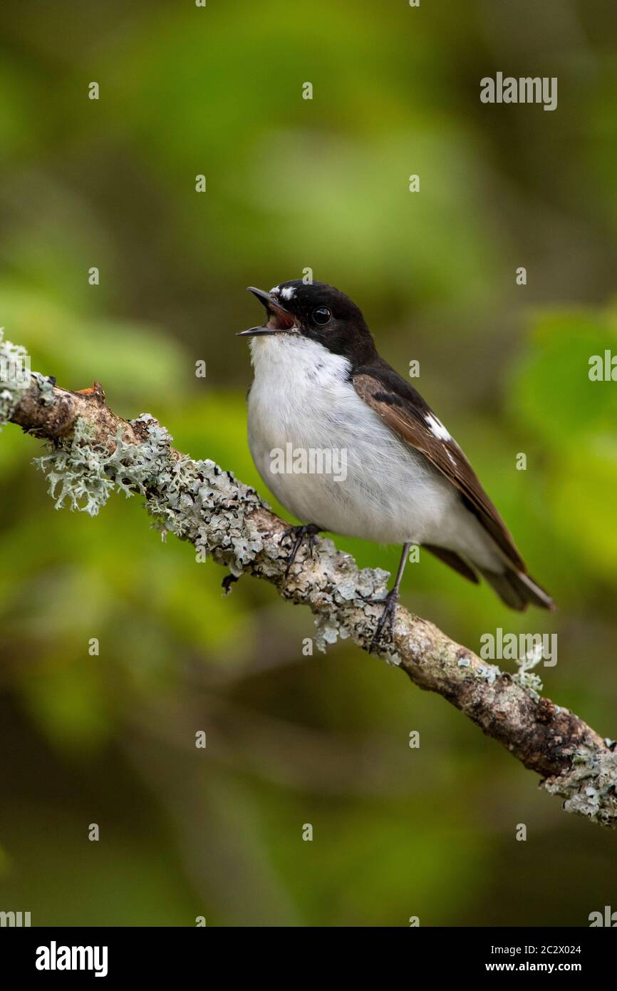 Pied flycatcher wales hi-res stock photography and images - Alamy
