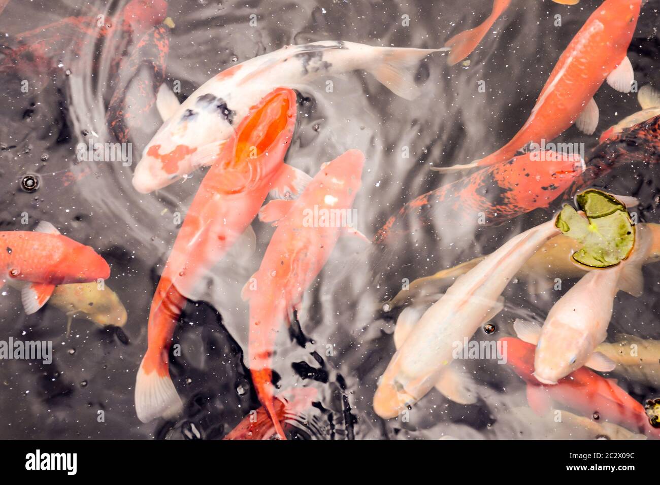 Photo Picture of Carp Fish Texture Background Pattern Stock Photo - Alamy