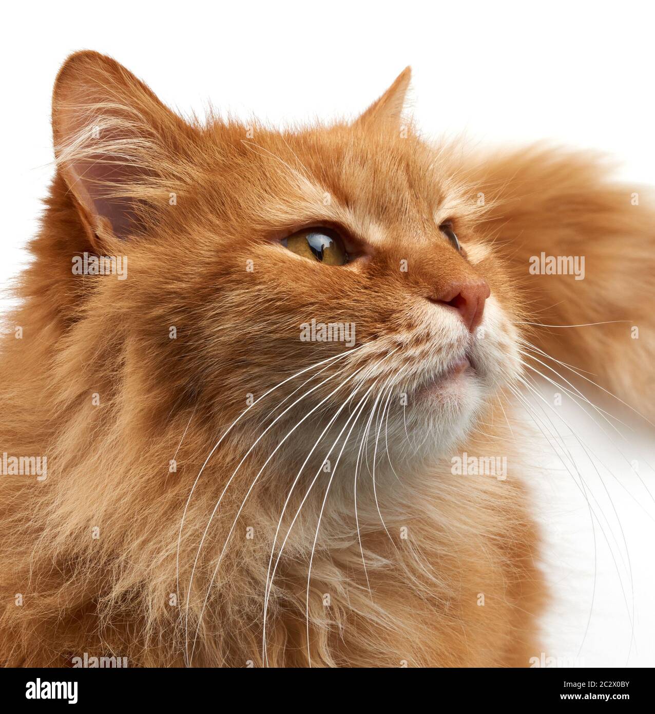 muzzle adult large fluffy red ginger domestic cat sits sideways on a ...