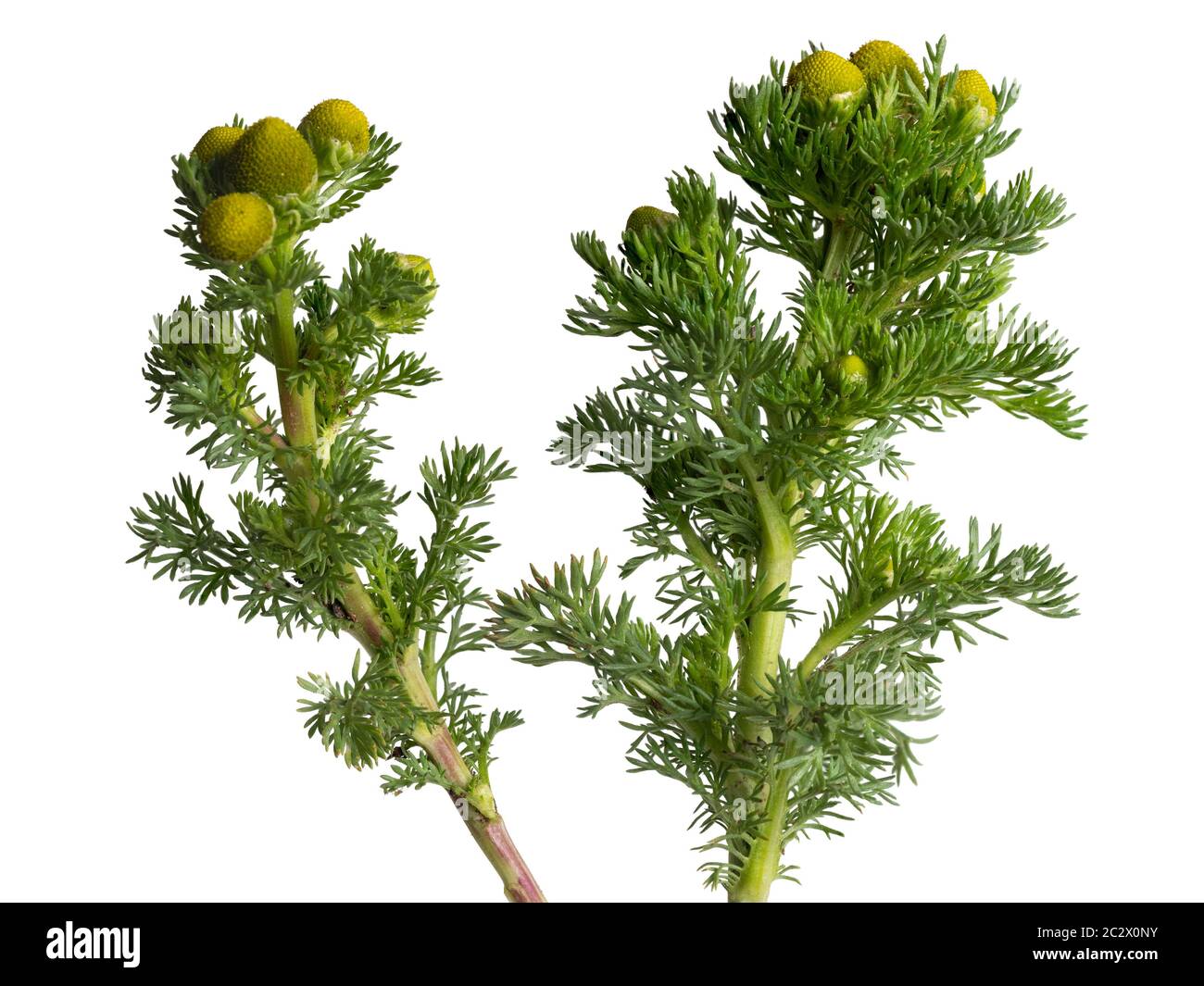 Feathery foliage and conical yellow flower heads of the pineapple weed ...