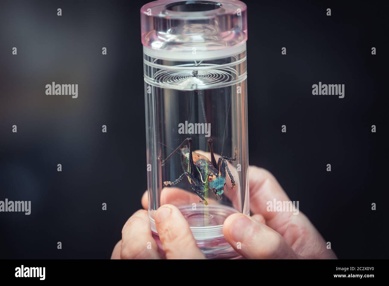 chinese fighting cricket market full of insects in Hangzhou, China ...