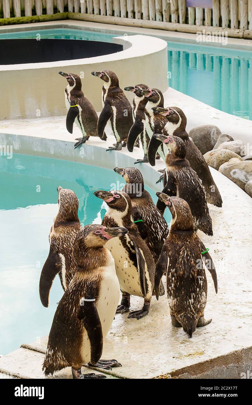 Penguins getting dry near a pool in a zoo Stock Photo - Alamy