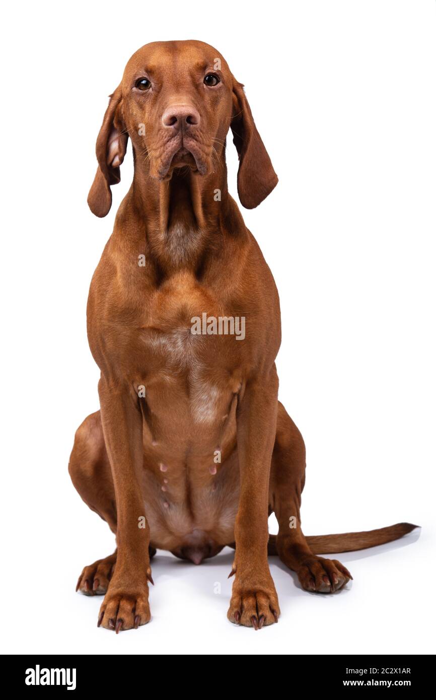 Magyar vizsla female hi-res stock photography and images - Alamy