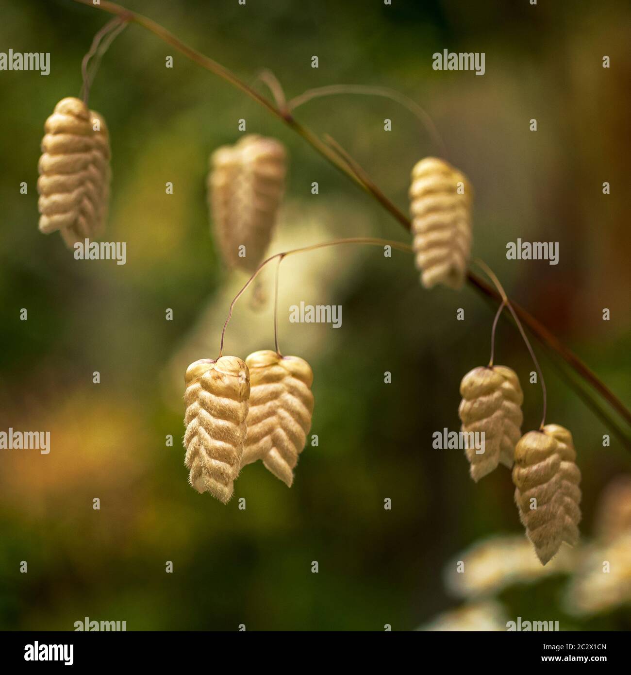 Grass seed pod hi-res stock photography and images - Alamy