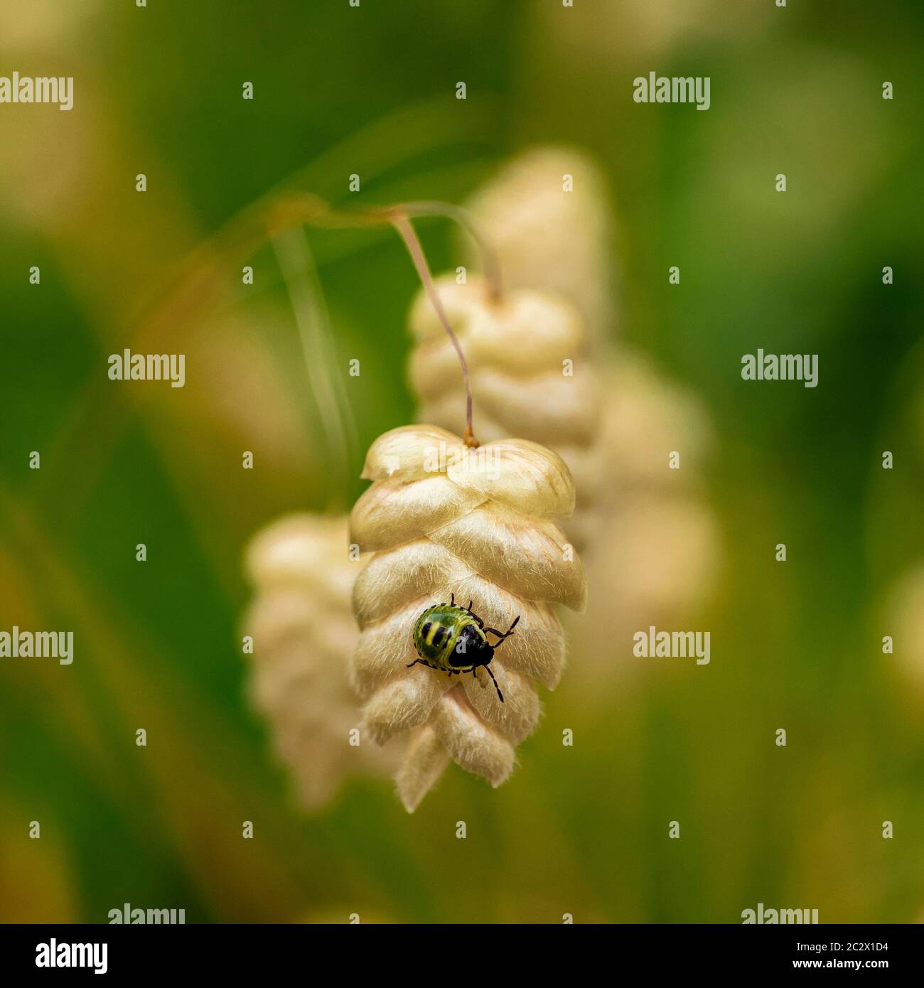 Grass seed pod hi-res stock photography and images - Alamy