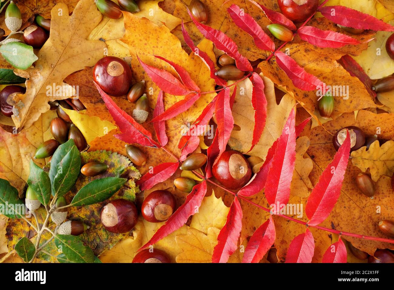Shiny acorn hi-res stock photography and images - Alamy