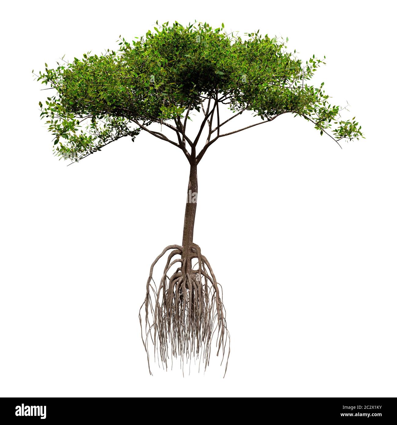 Forest mangrove tree Cut Out Stock Images & Pictures - Alamy