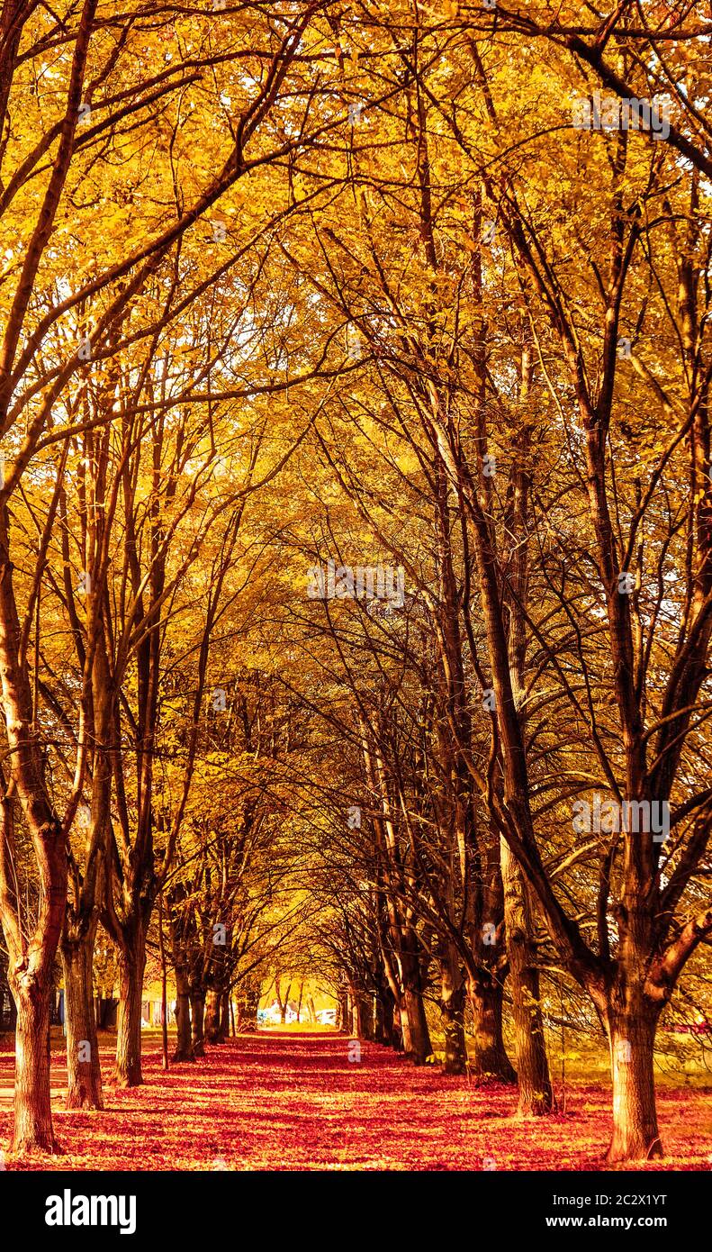 Beautiful autumn landscape background, vintage nature scene in fall ...