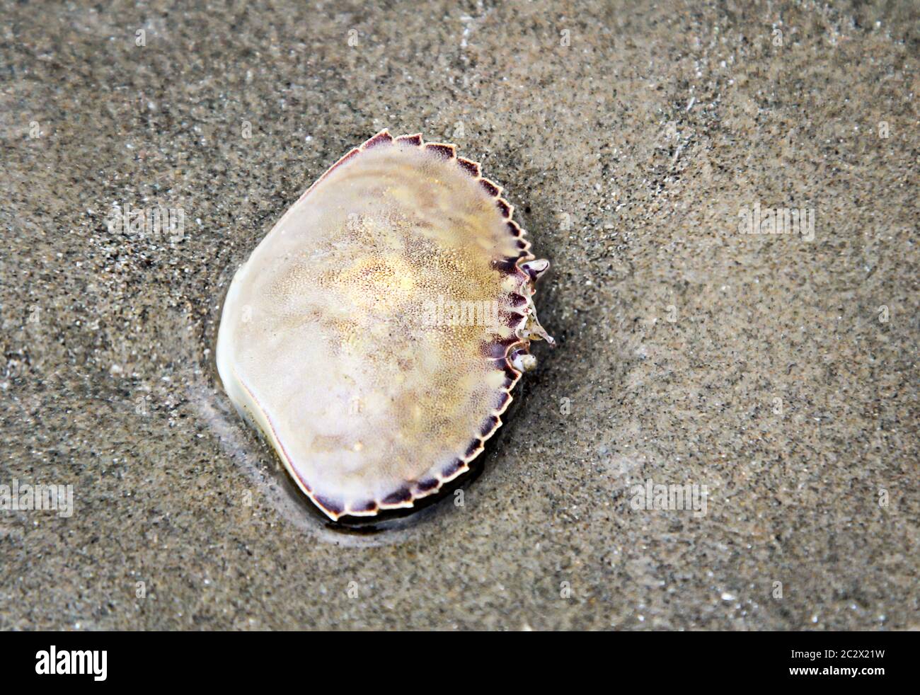 Details, remains of a crustacean, crab, The shell of a crustacean Stock ...