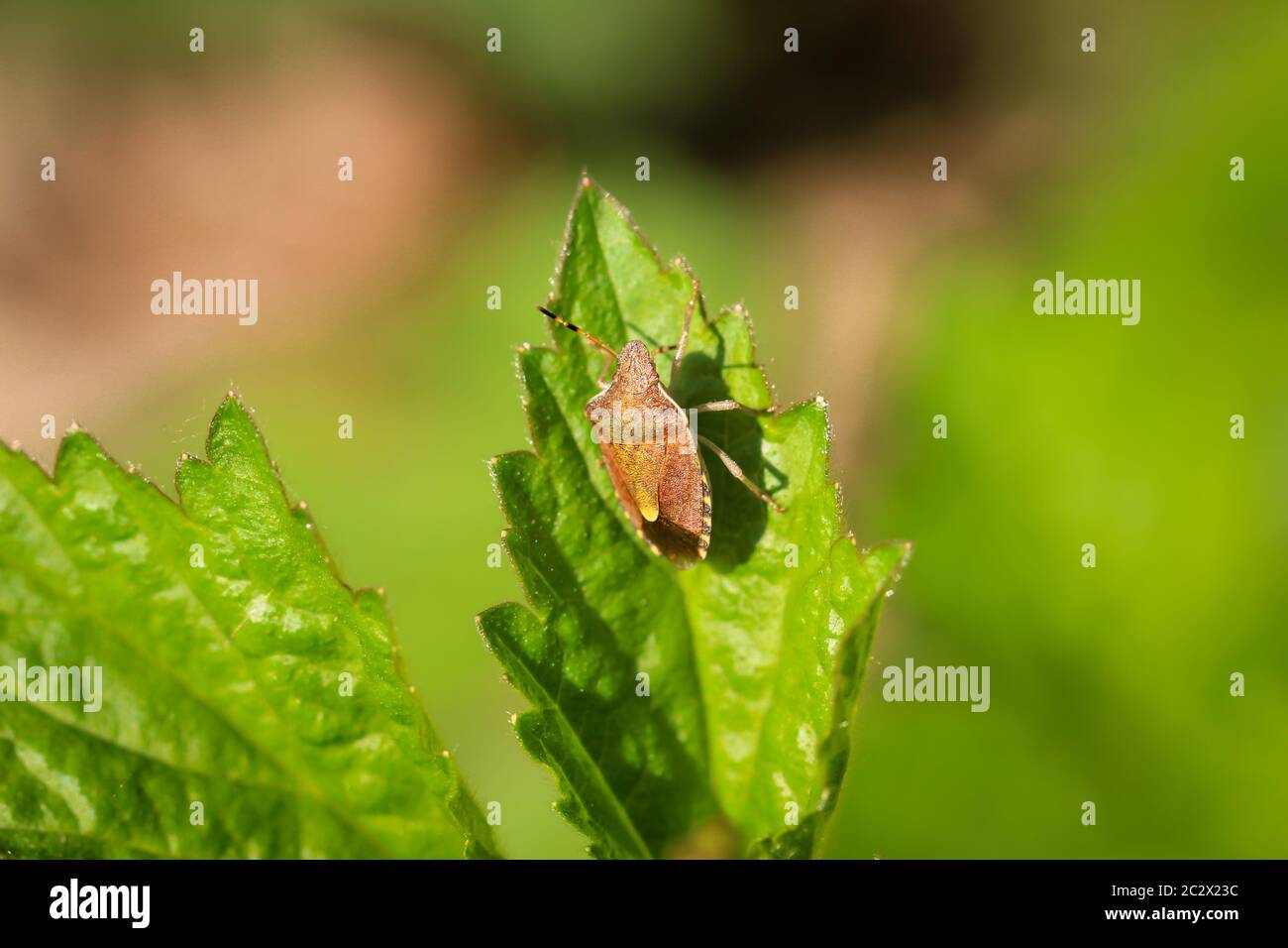 Distorted legs hi-res stock photography and images - Alamy