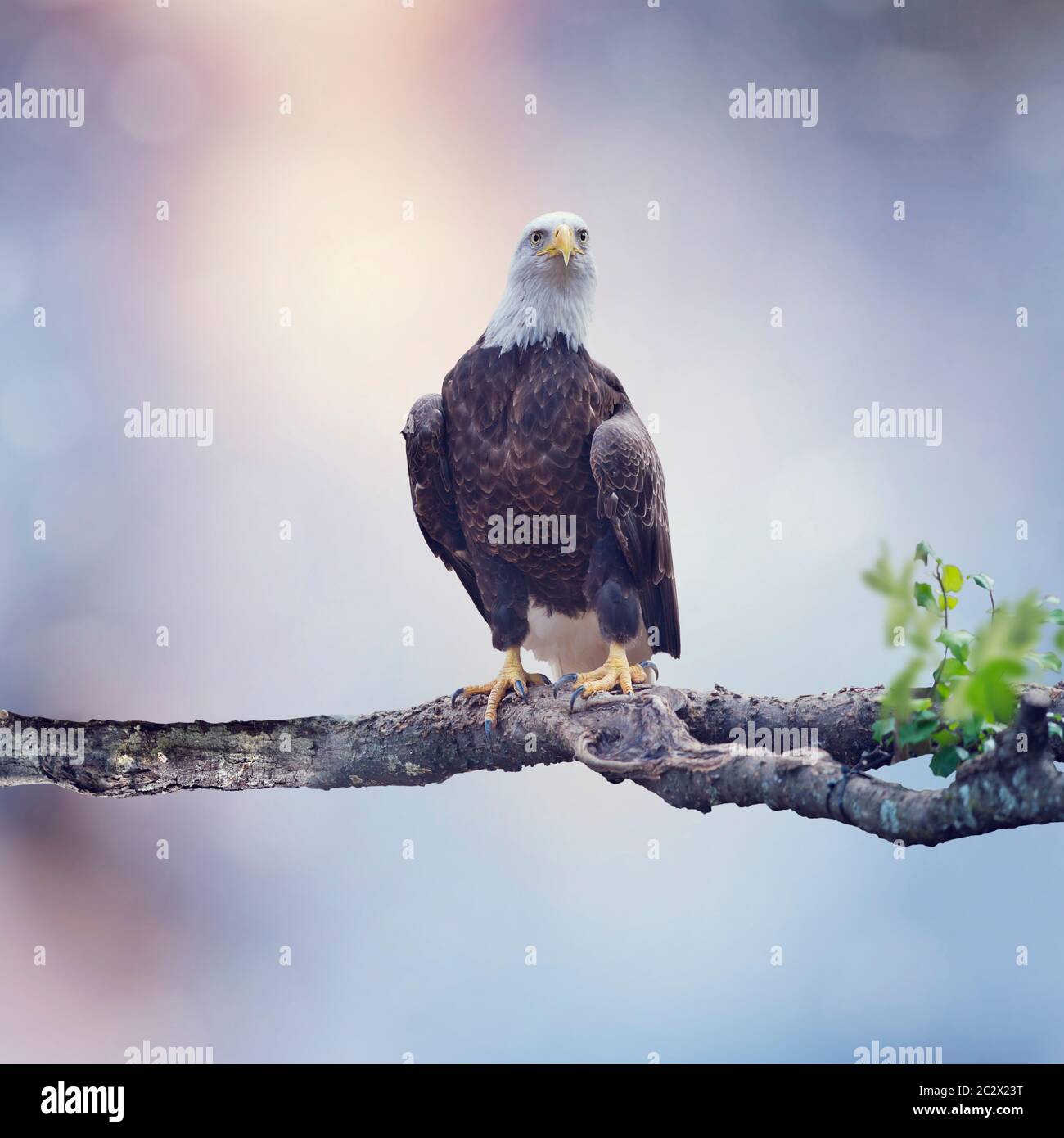 Bald eagle wallpaper hi-res stock photography and images - Alamy