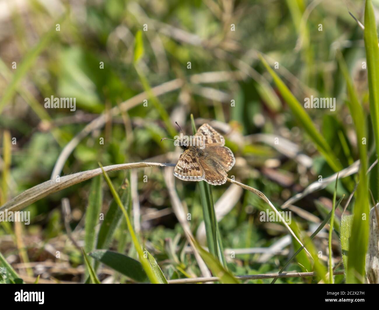 Dingy butterfly hi-res stock photography and images - Alamy