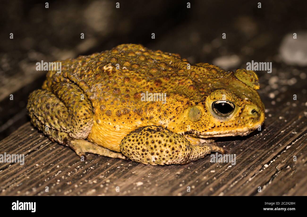 Toad image hi-res stock photography and images - Alamy