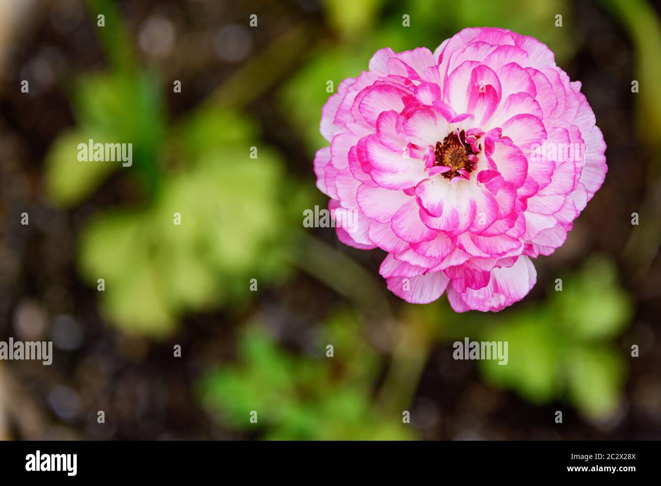 Openwork petals of a white-pink ranunculus flower on a blurred ...