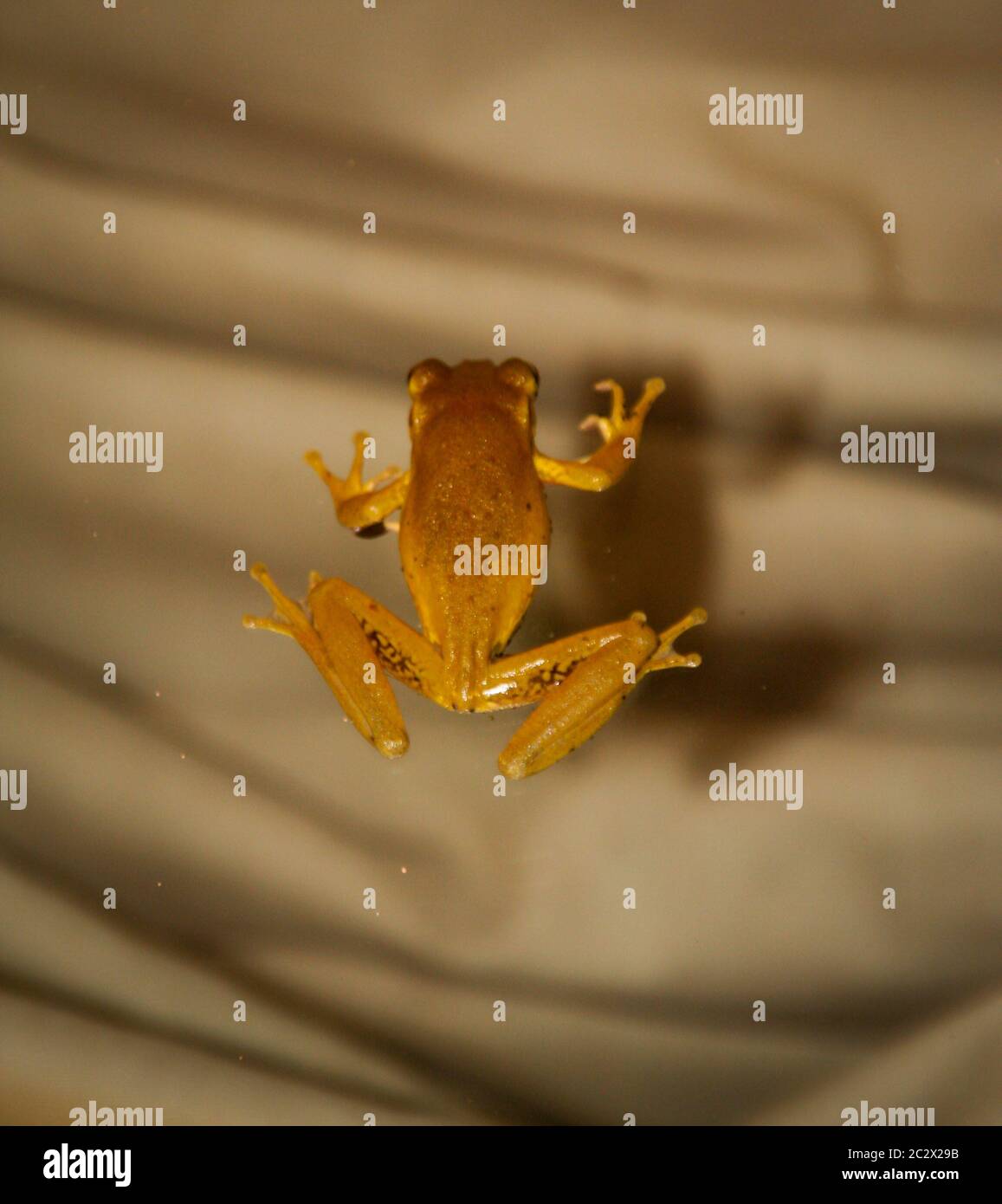 Cuban tree frog cuban tree frog hi-res stock photography and images - Alamy