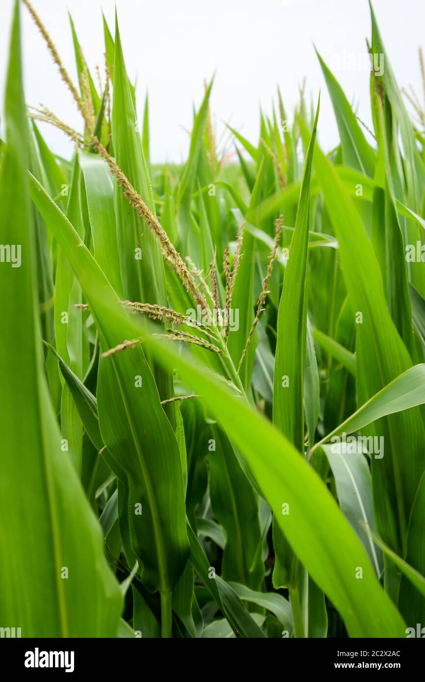 Details Detail of corn plants on a corn field Stock Photo - Alamy