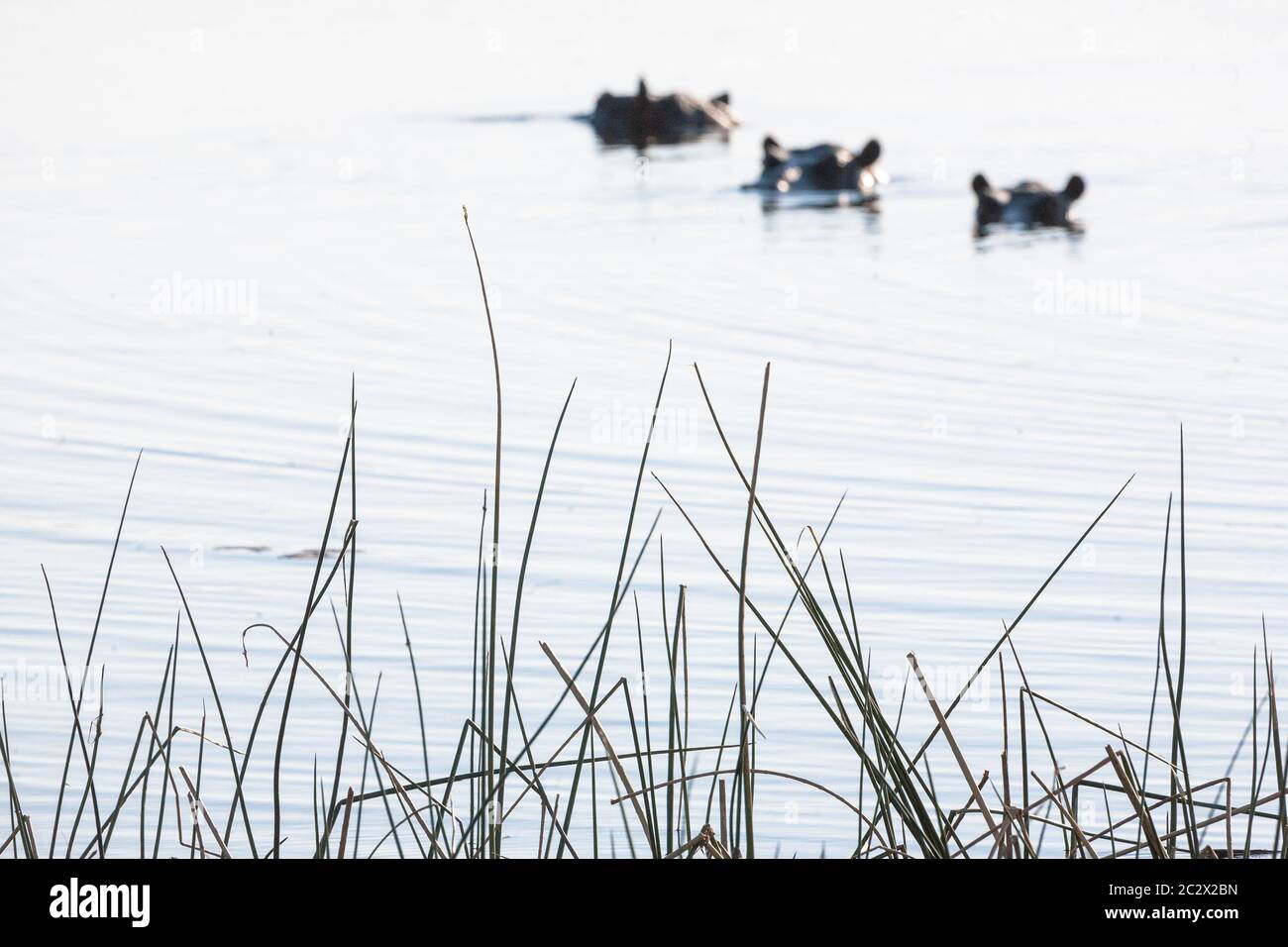 The hyppo hi-res stock photography and images - Alamy