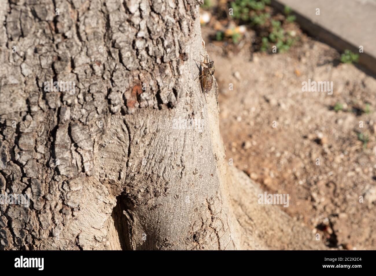 cicada on a tree Stock Photo - Alamy