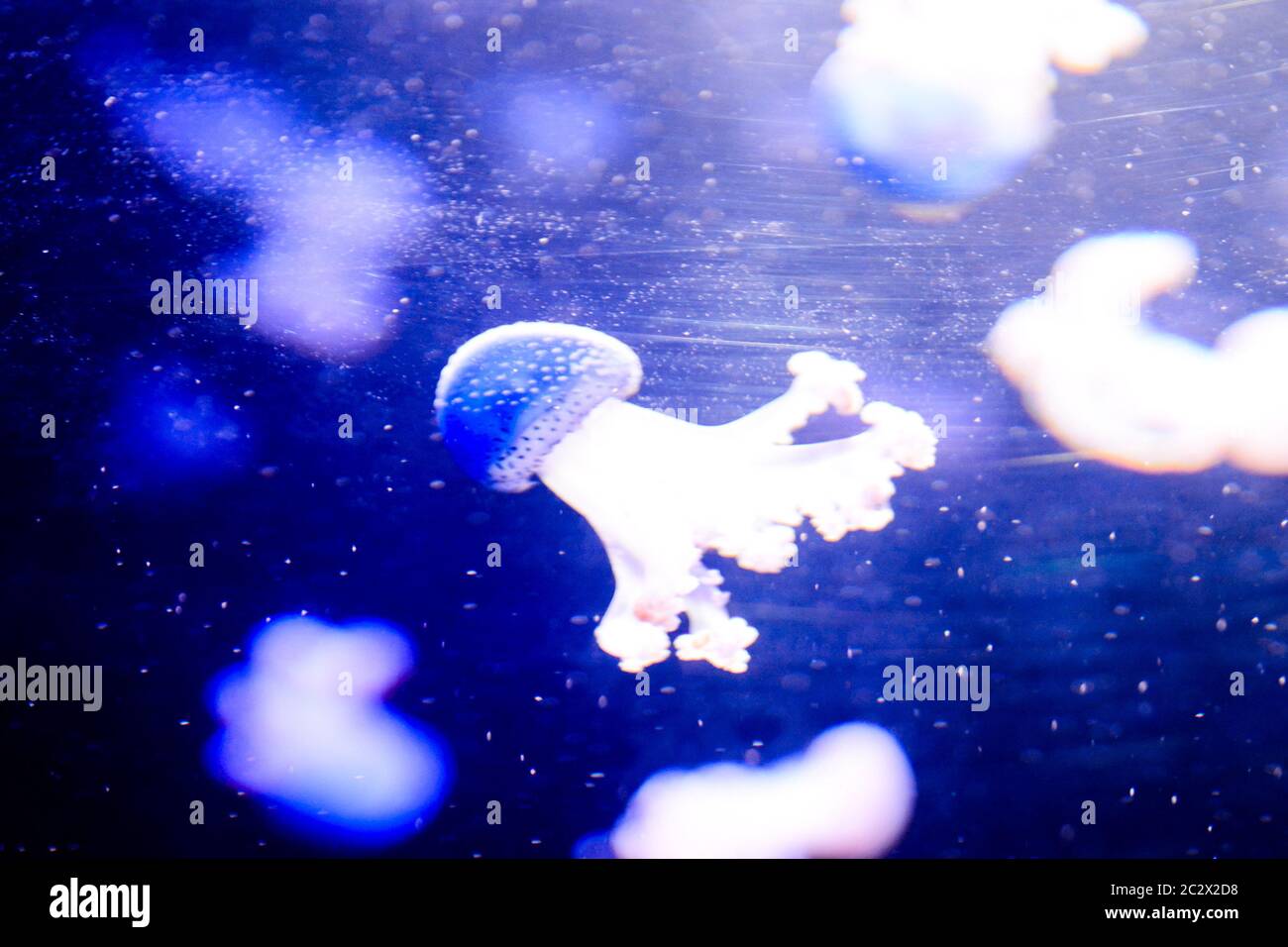 Photo Picture of Some Jellyfish Dangerous Poisonous Medusa Stock Photo ...