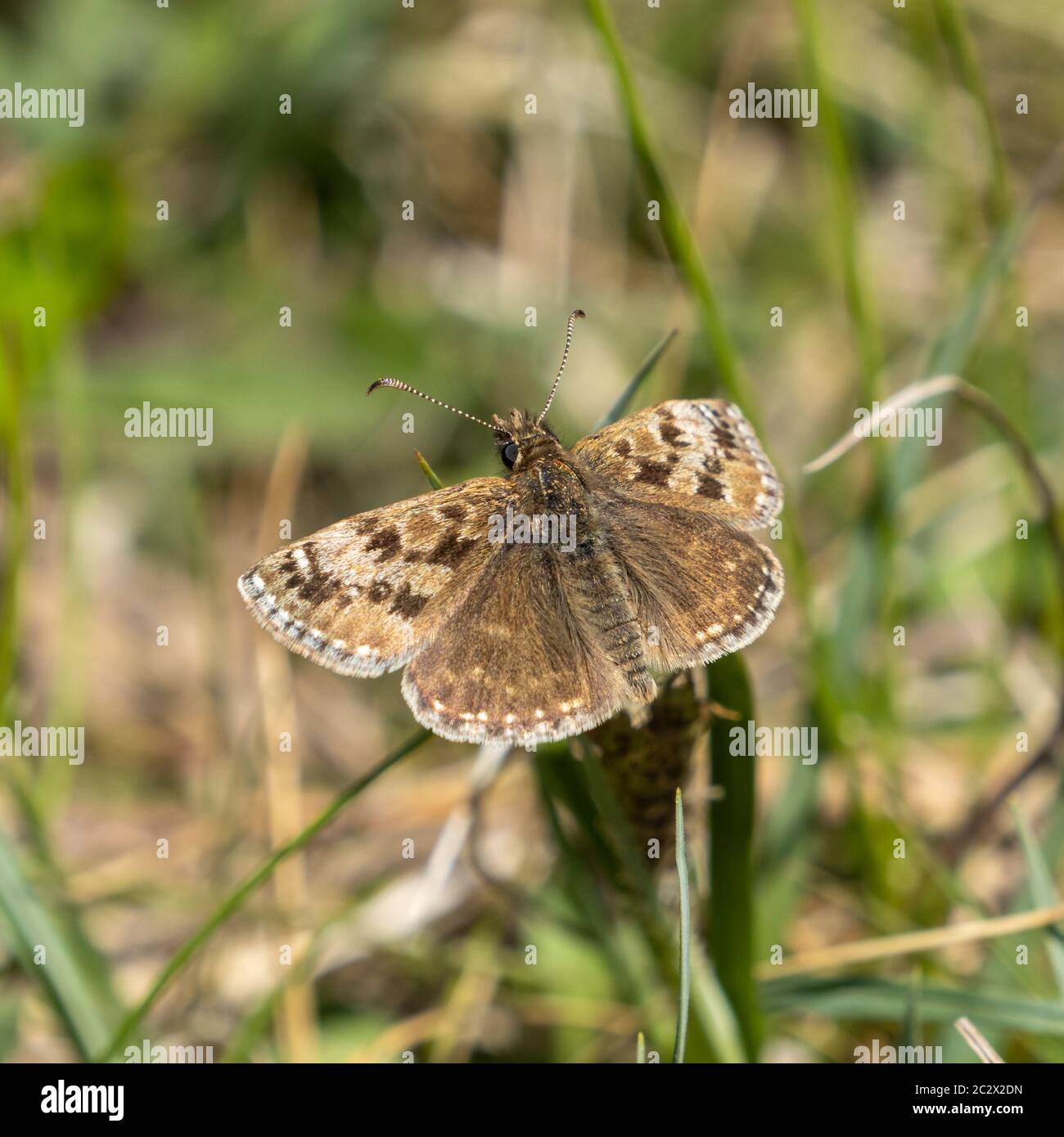 Dingy butterfly hi-res stock photography and images - Alamy
