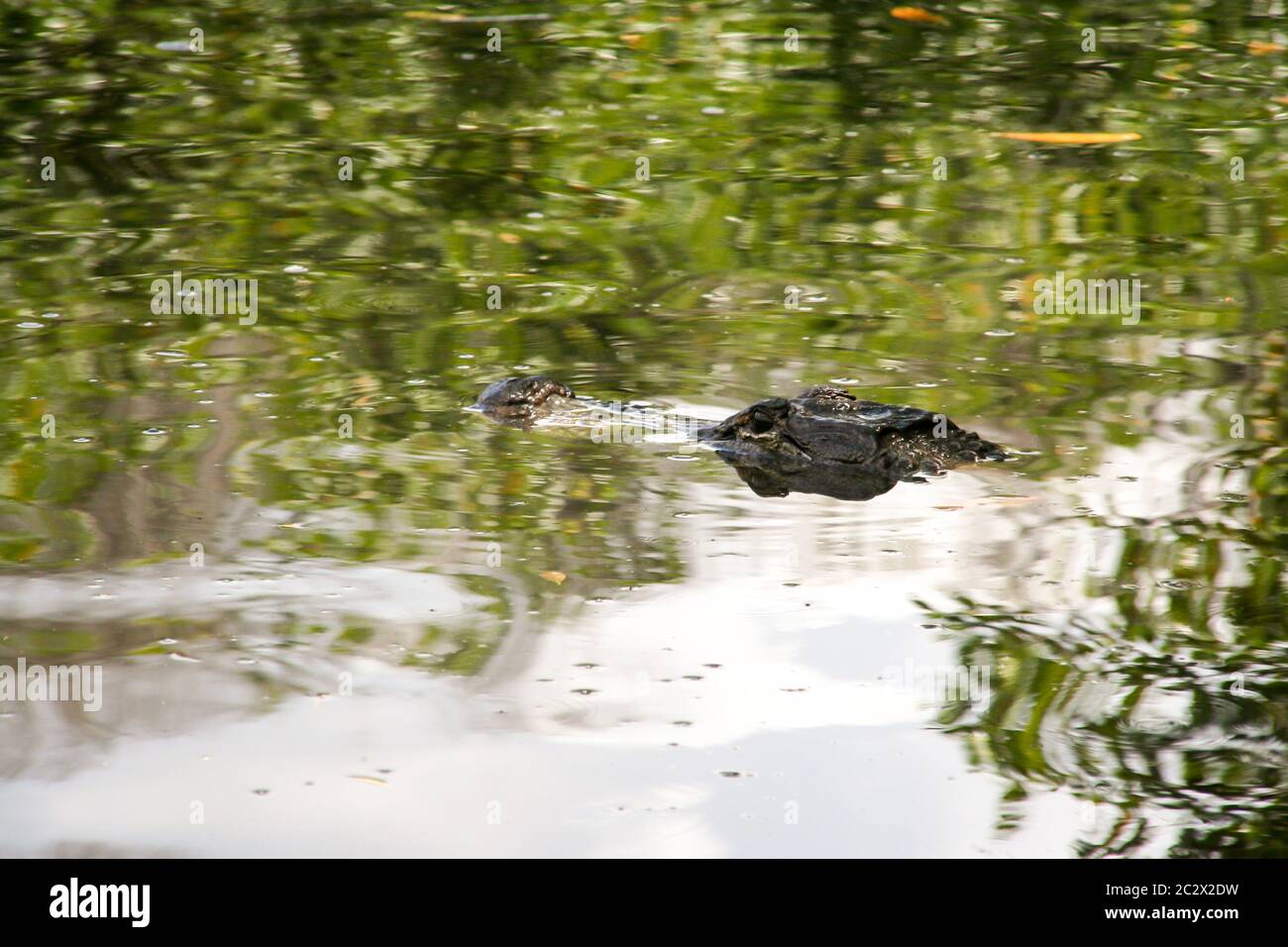 The head of an aligator in Florida's Everglades looks out of the water ...