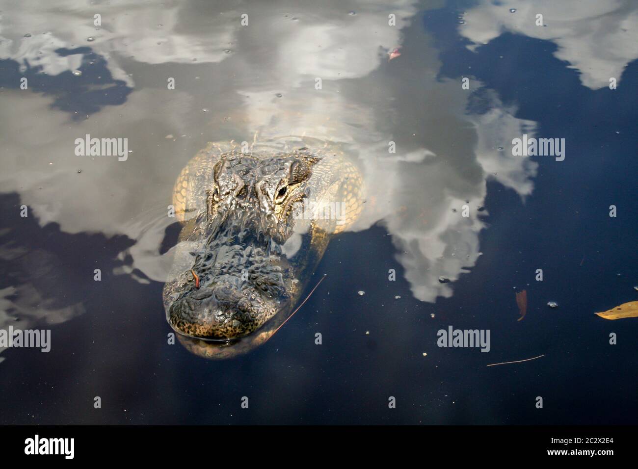 The head of an aligator in Florida's Everglades looks out of the water ...