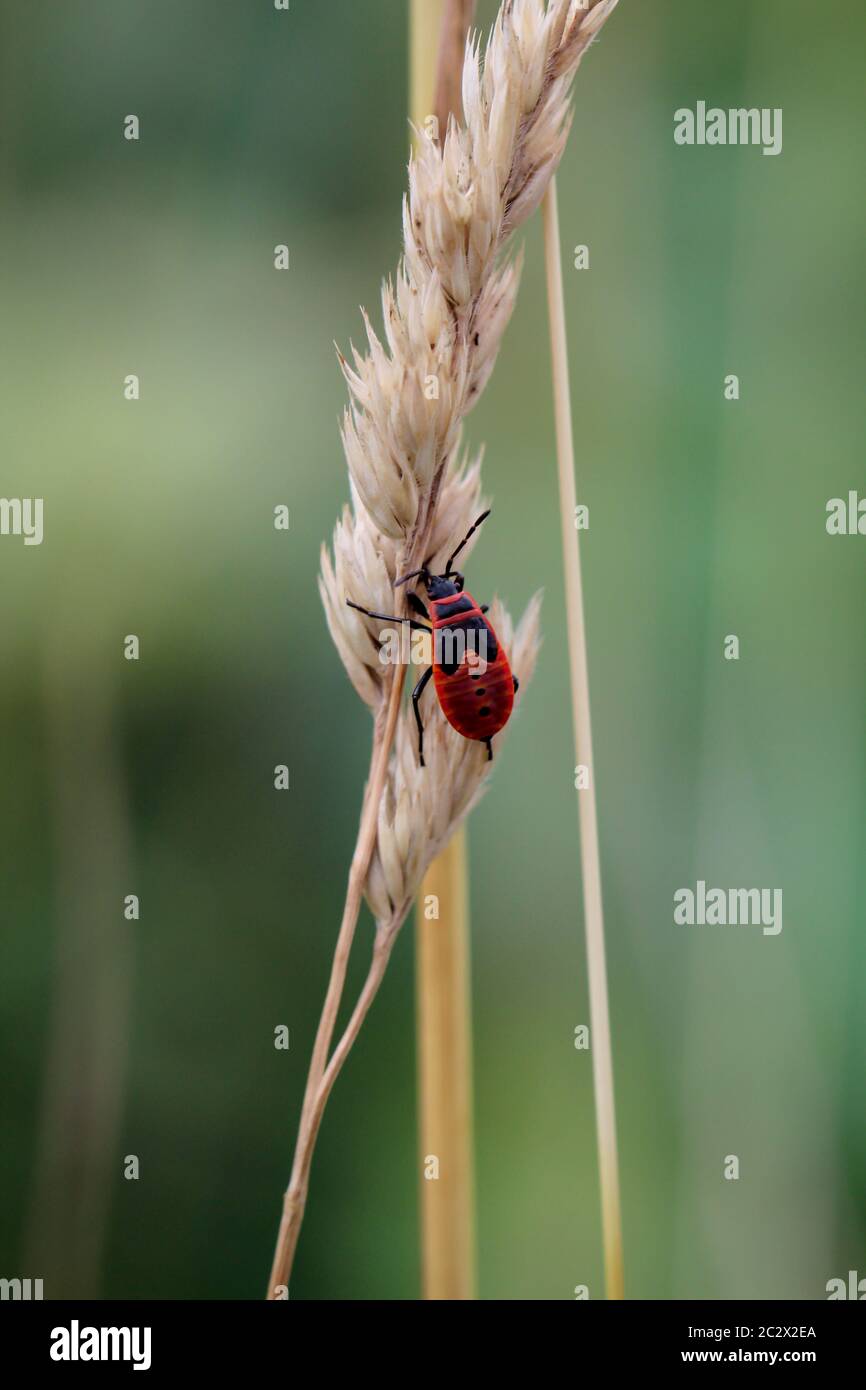 Insectophobia hi-res stock photography and images - Alamy