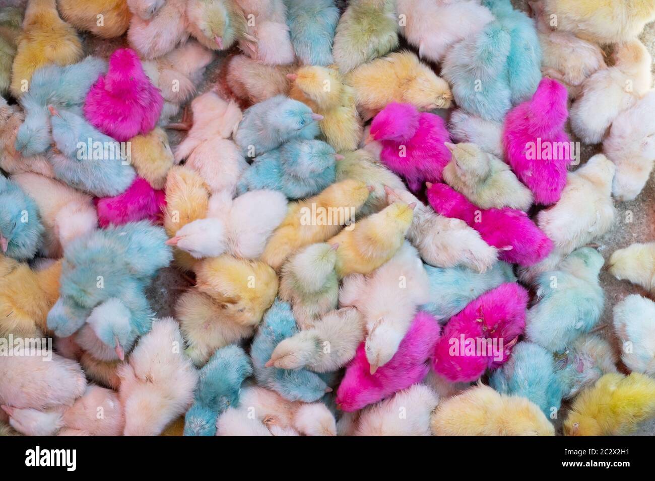 Colorful chicks hi-res stock photography and images - Alamy