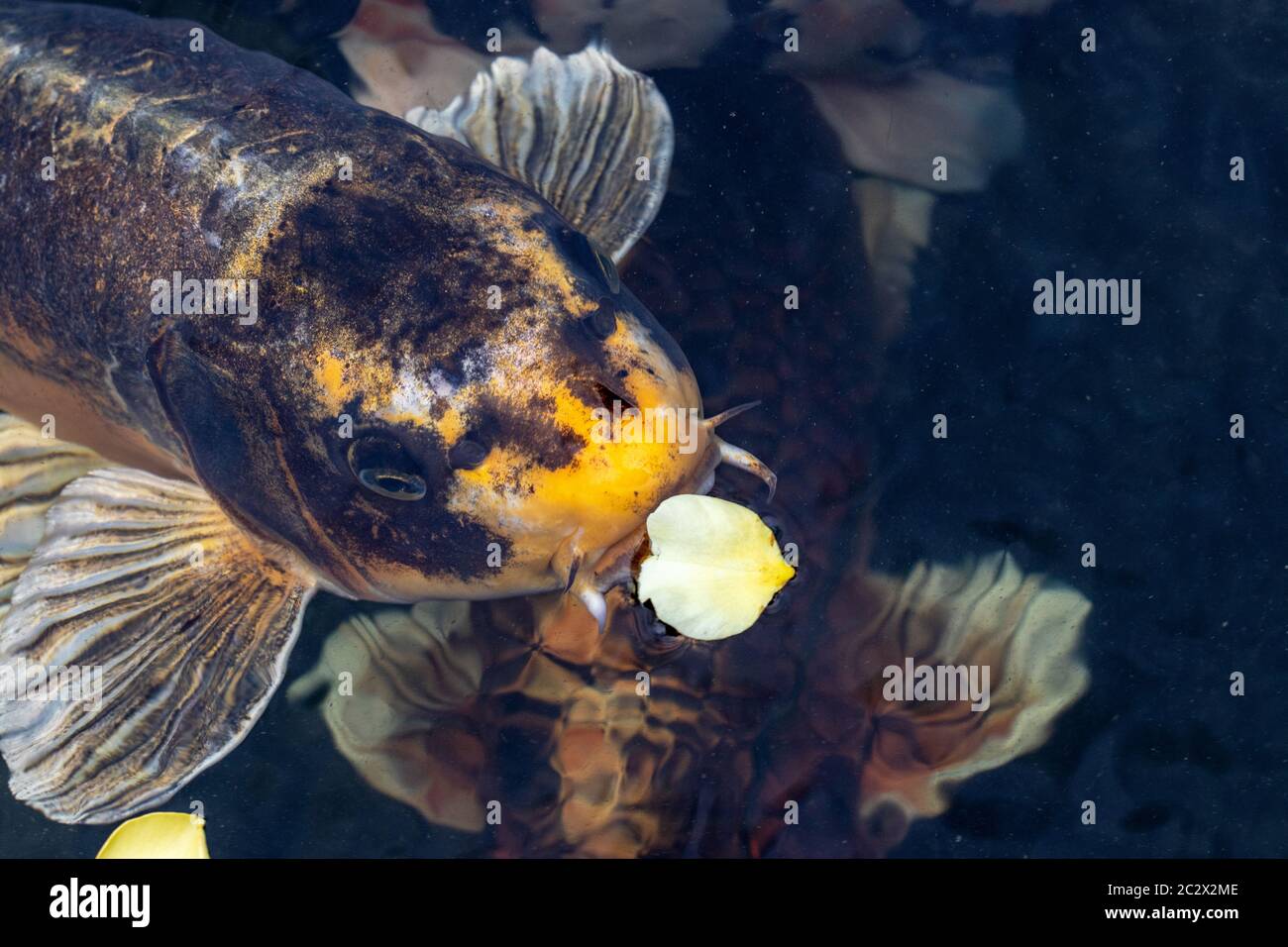 Tropical Fish With Human Face