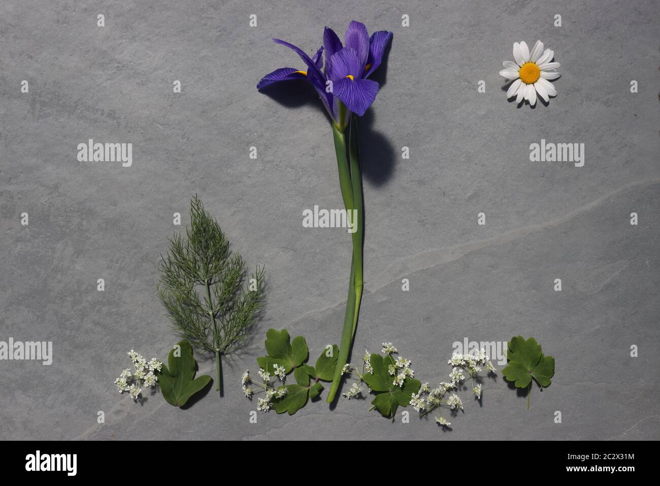 A selection fo flowers laid out on a grey slate for fun Stock Photo - Alamy