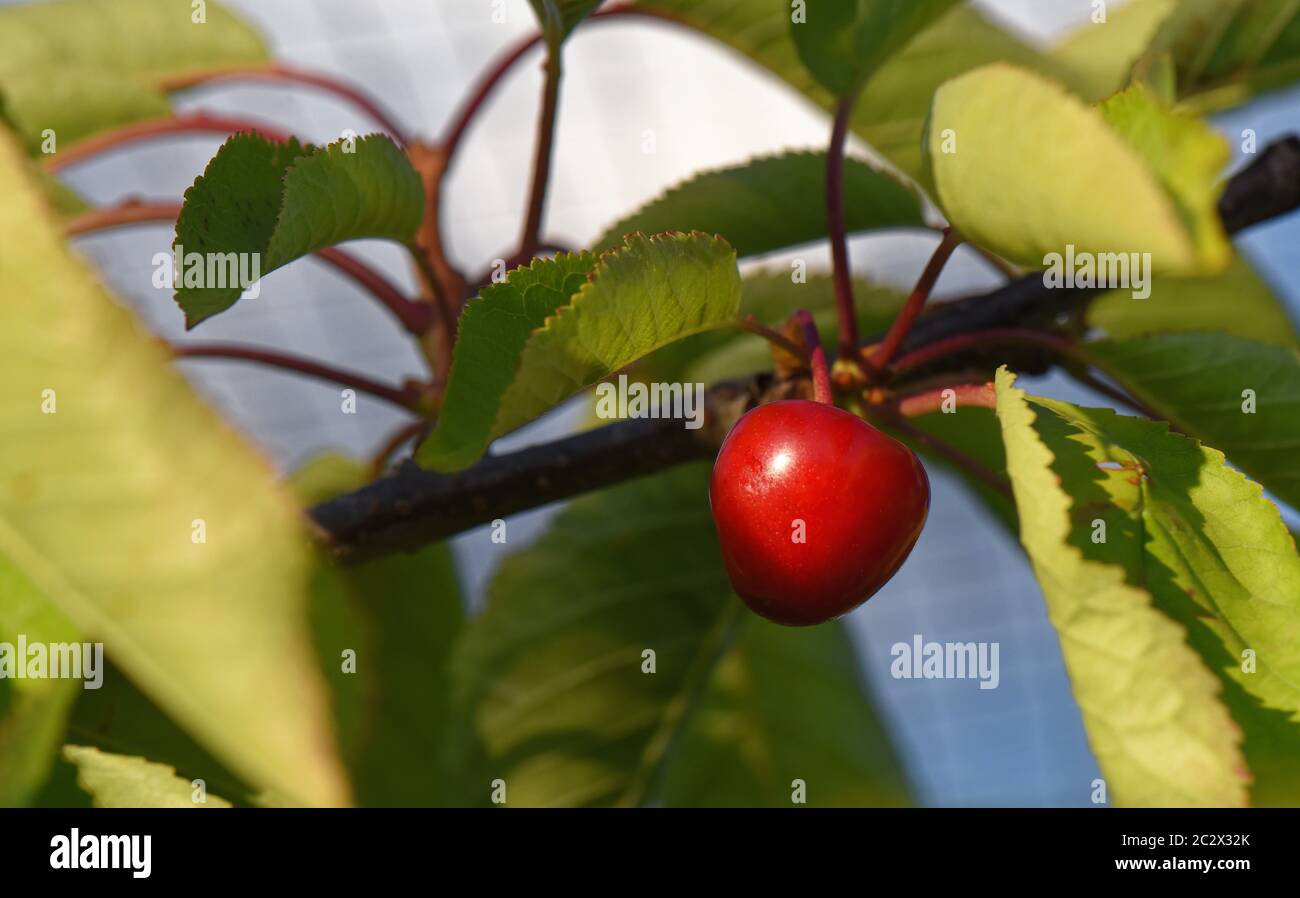 A single cherry fruit hanging on a branch Stock Photo - Alamy